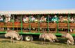 Fragile Planet Wildlife Park Features New Safari Experience – Los ...